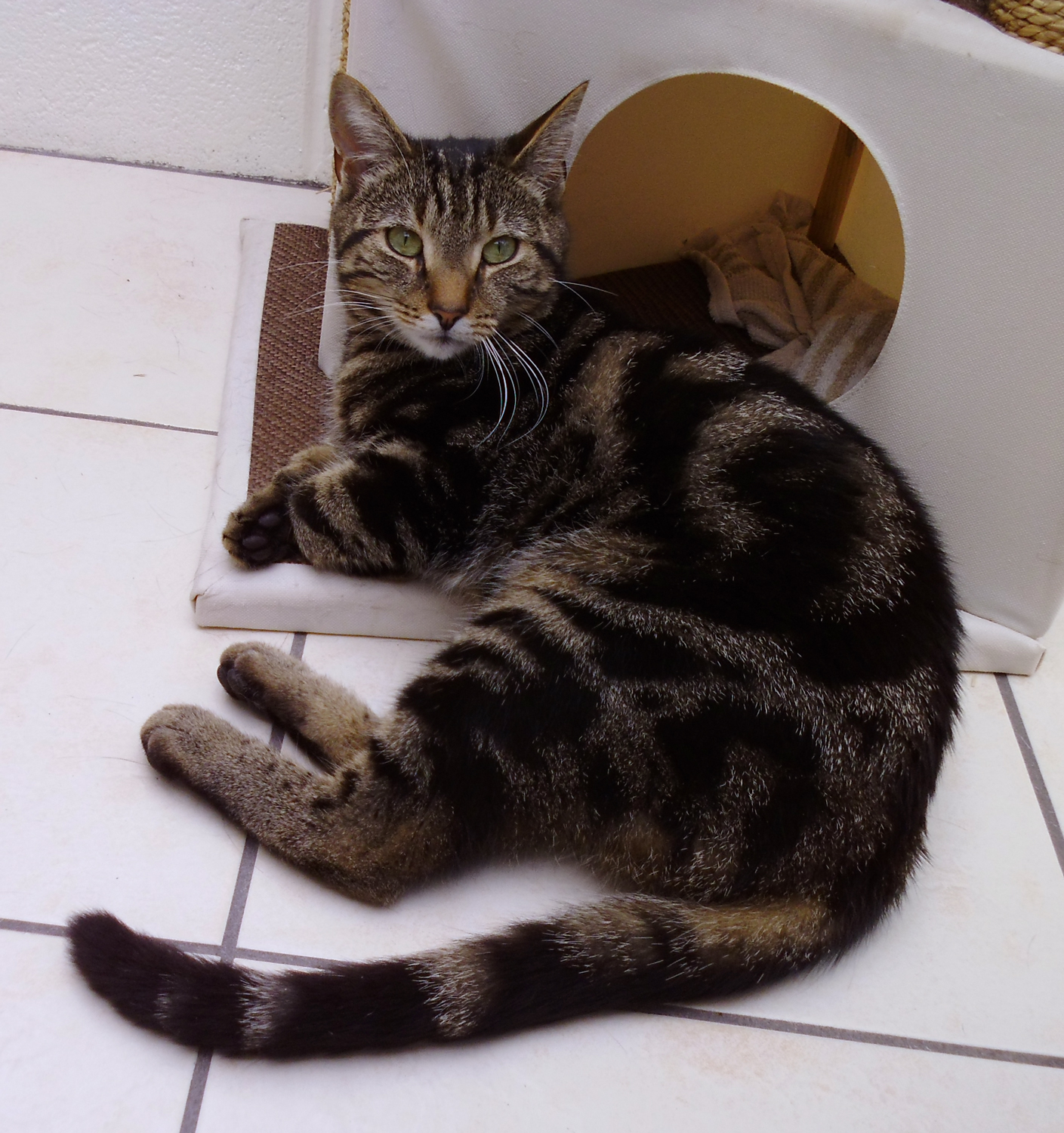 Gallery – Glenthorne Cattery