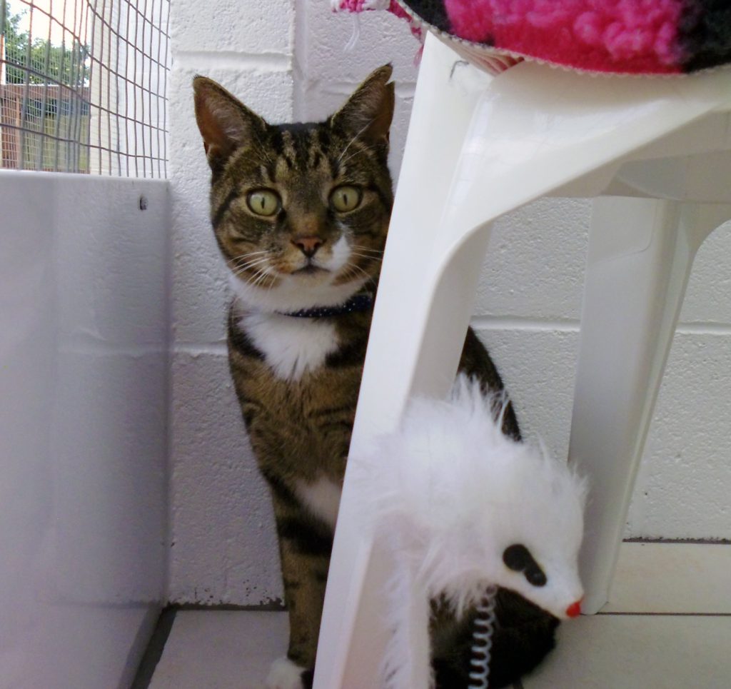 Gallery – Glenthorne Cattery